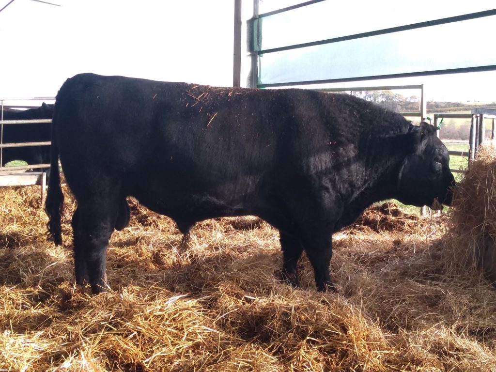 Stock for Sale - Aberdeen-Angus Cattle Society