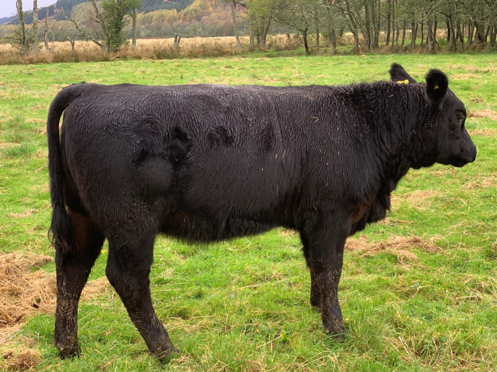 Strathglass Emilia X003 – For Sale | Aberdeen-Angus Cattle Society