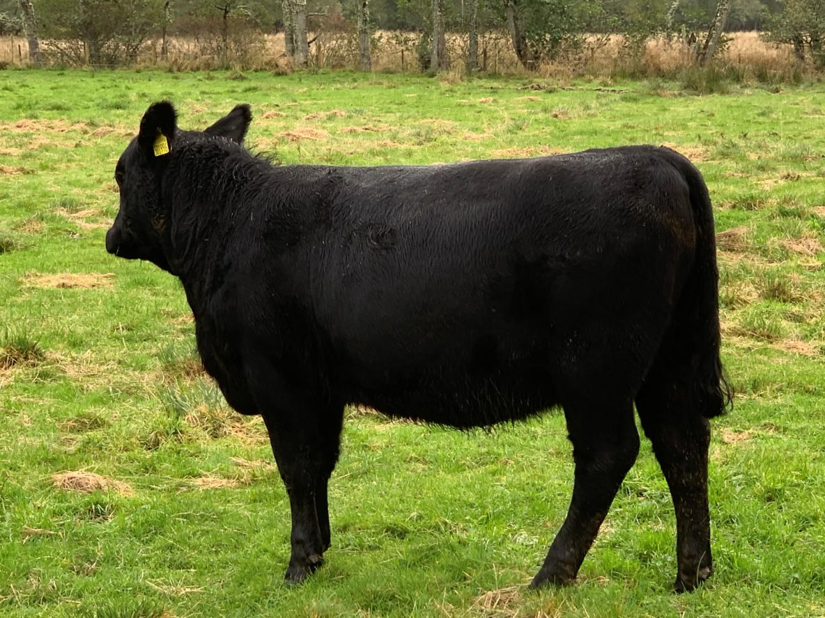 Strathglass Emily X996 – For Sale | Aberdeen-Angus Cattle Society
