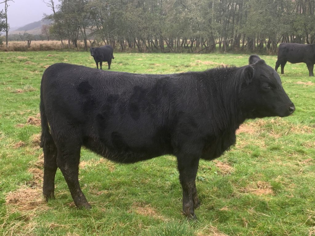 Stock for Sale - Aberdeen-Angus Cattle Society