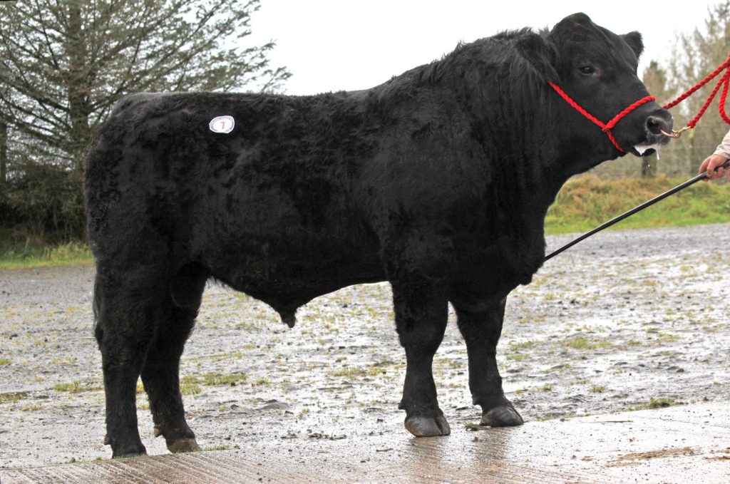 Aberdeen Angus bulls sell to 4,400gns twice at Dungannon - Aberdeen ...