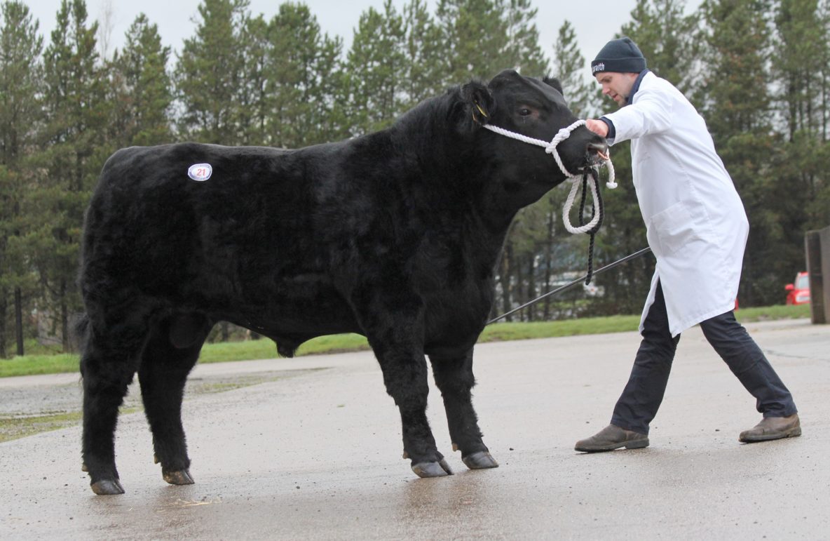 Aberdeen Angus bulls sell to 4,400gns twice at Dungannon - Aberdeen ...
