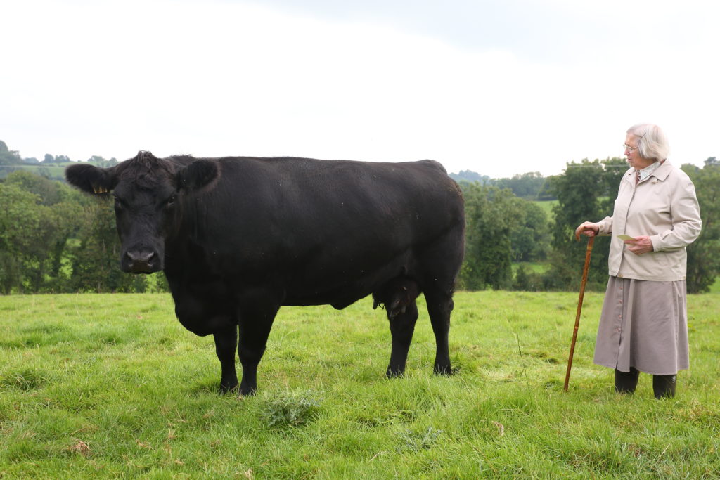 Leading Aberdeen-Angus breeder recognised with an MBE for her services ...