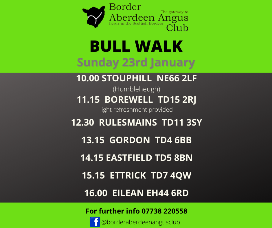 The Border Aberdeen Angus Club – Bull Walk - Aberdeen-Angus Cattle Society