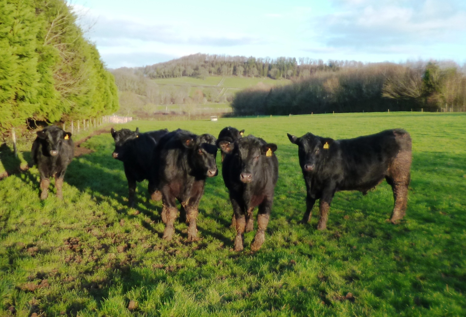 Furzelease Aberdeen Angus – organic registered pedigree bulls for sale ...