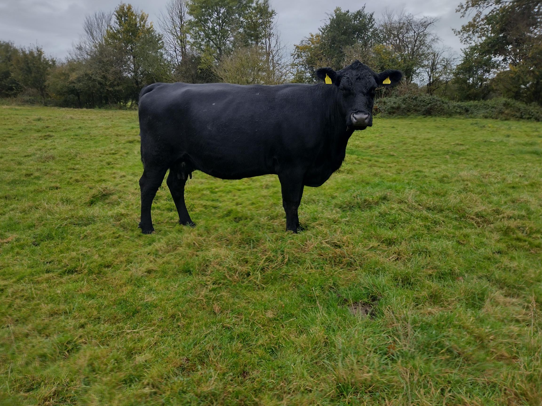 Pedigree Aberdeen Angus stock from the Ditsworthy herd in West Sussex ...