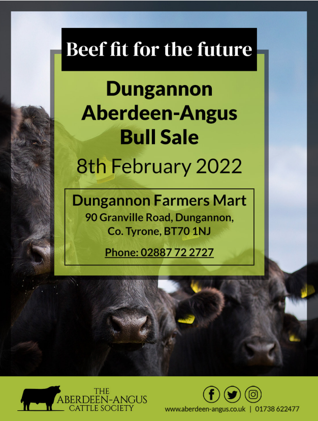 Dungannon Aberdeen – Angus Show & Sale - Aberdeen-Angus Cattle Society