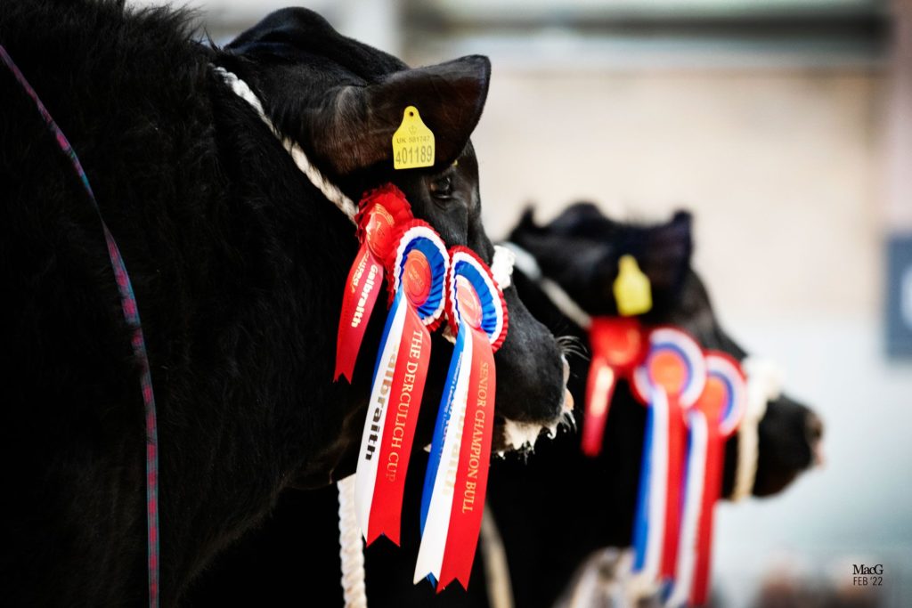 Show and Sales News - Aberdeen-Angus Cattle Society