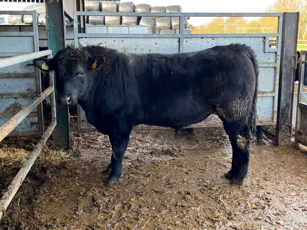 Pedigree Aberdeen-Angus Stock Bull – For Sale - Aberdeen-Angus Cattle ...