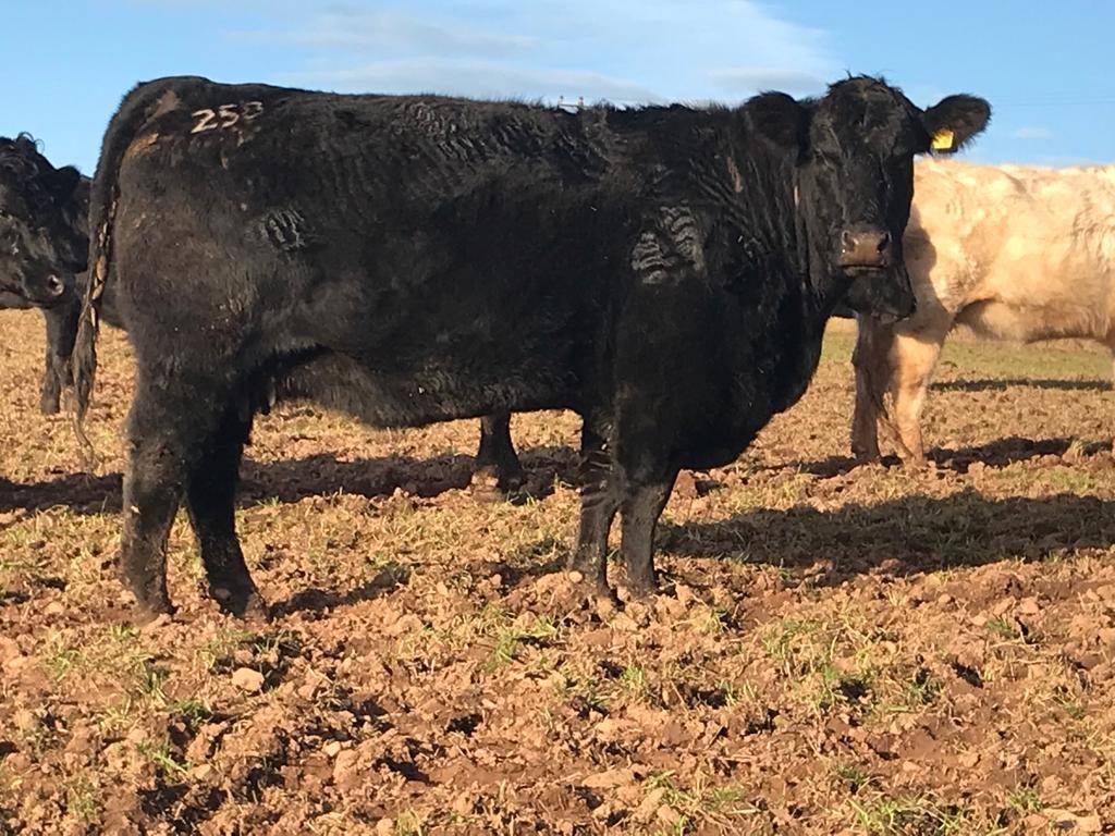 The Gordon herd has an excellent group of high health in-calf cows for ...