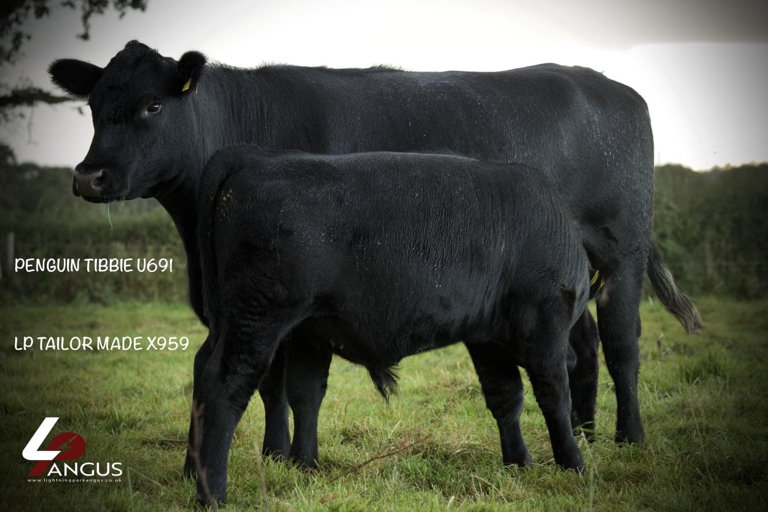 Spring calving Cows and Heifers available - Aberdeen-Angus Cattle Society