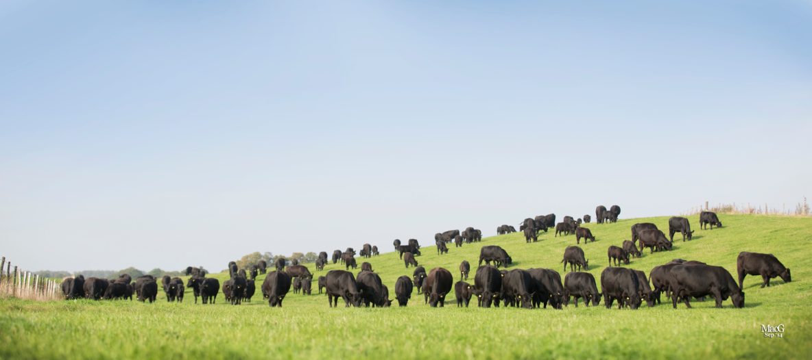 Top Three Factors Influencing Suckler Beef Productivity - Aberdeen ...