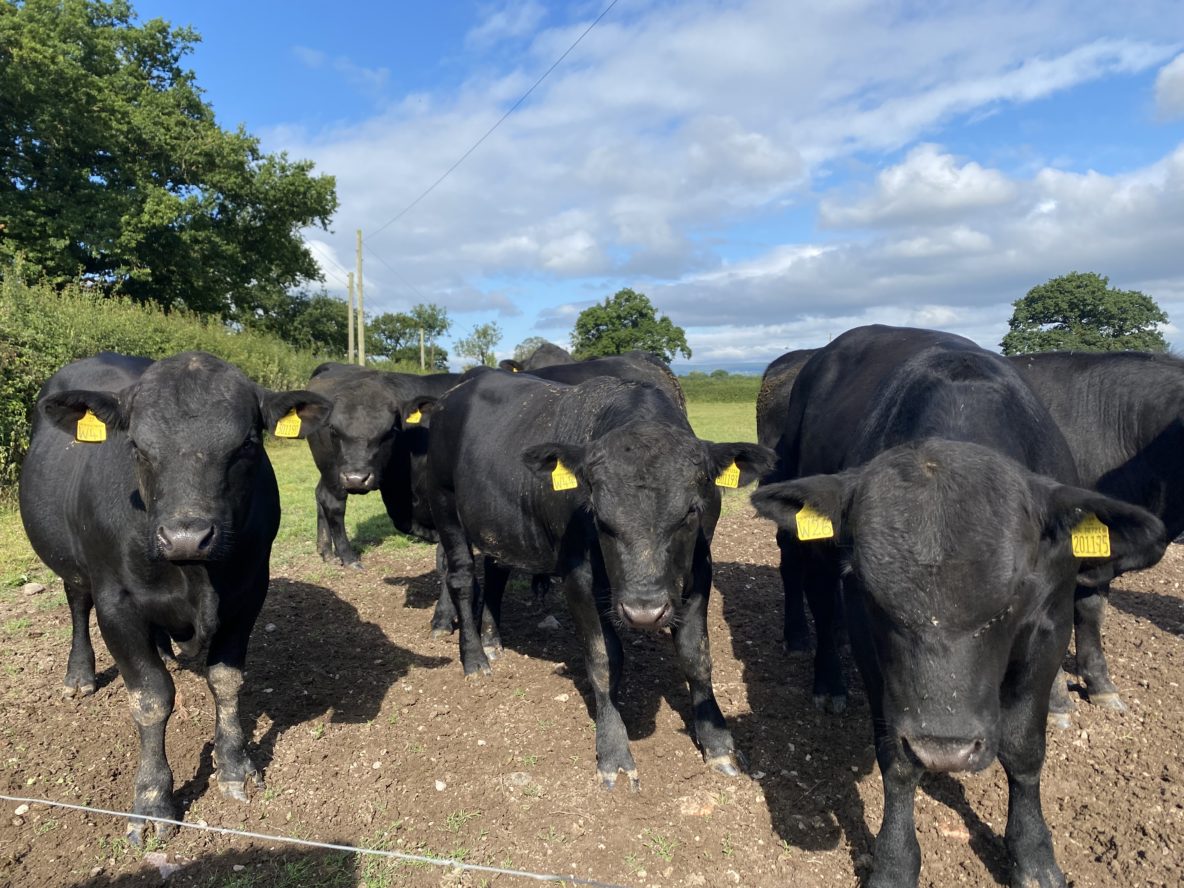 ADREFELYN HERD: PEDIGREE ABERDEEN ANGUS BULLS FOR SALE - Aberdeen-Angus ...