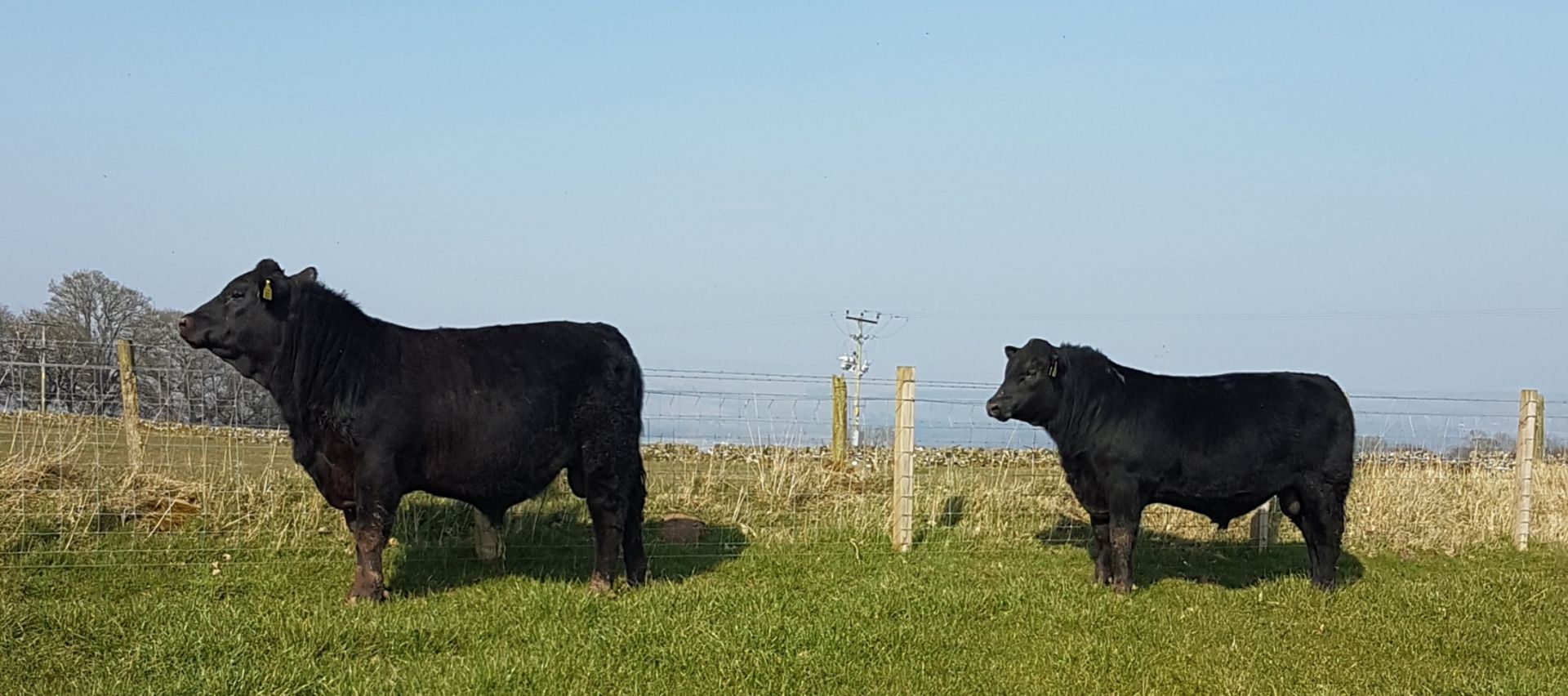 News & Events - Aberdeen-Angus Cattle Society
