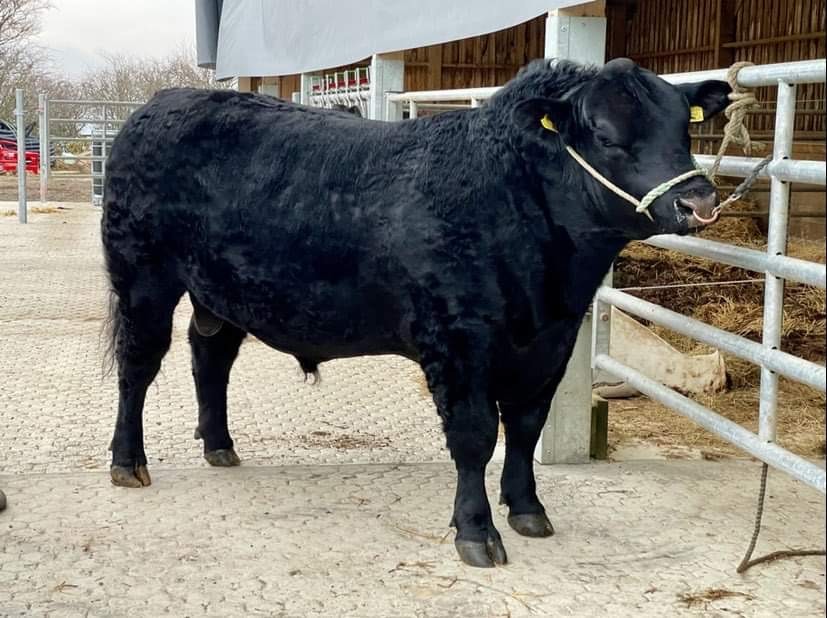 Stock for Sale - Aberdeen-Angus Cattle Society