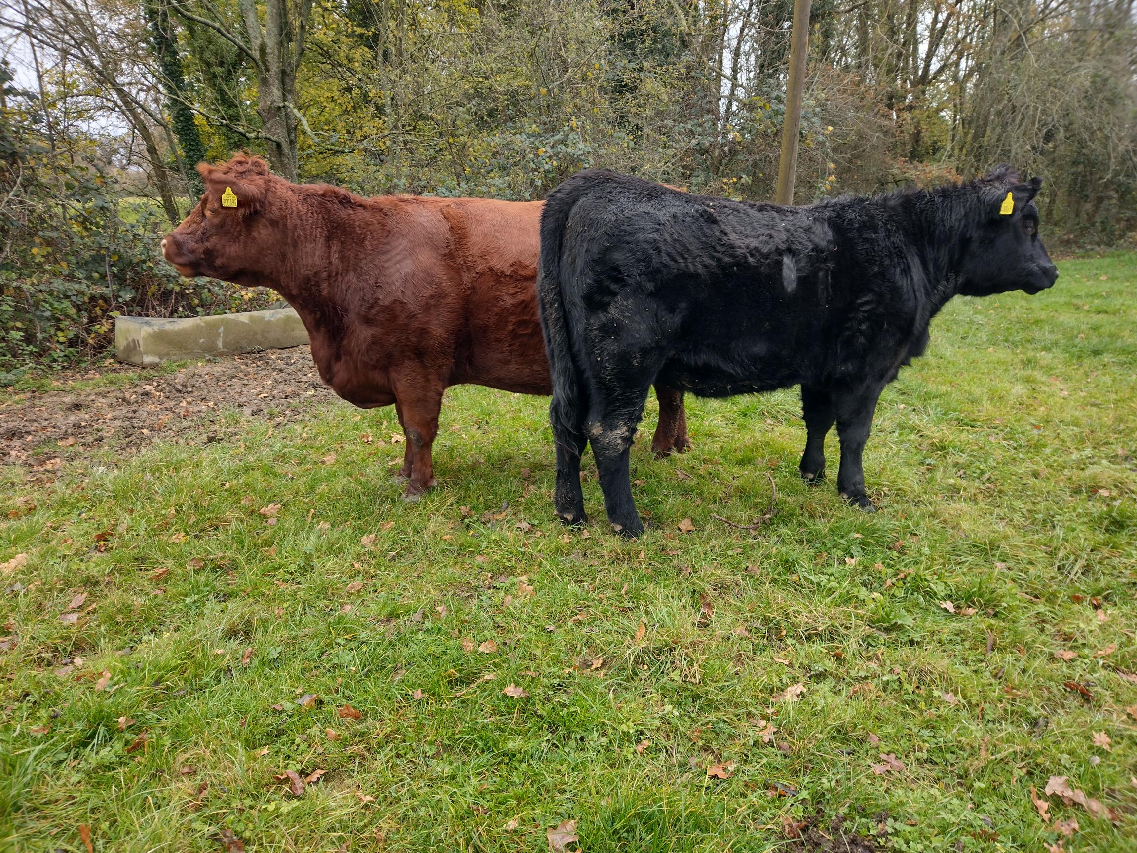 Heifers For Sale - Aberdeen-Angus Cattle Society