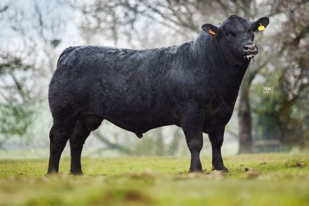 Stock for Sale - Aberdeen-Angus Cattle Society