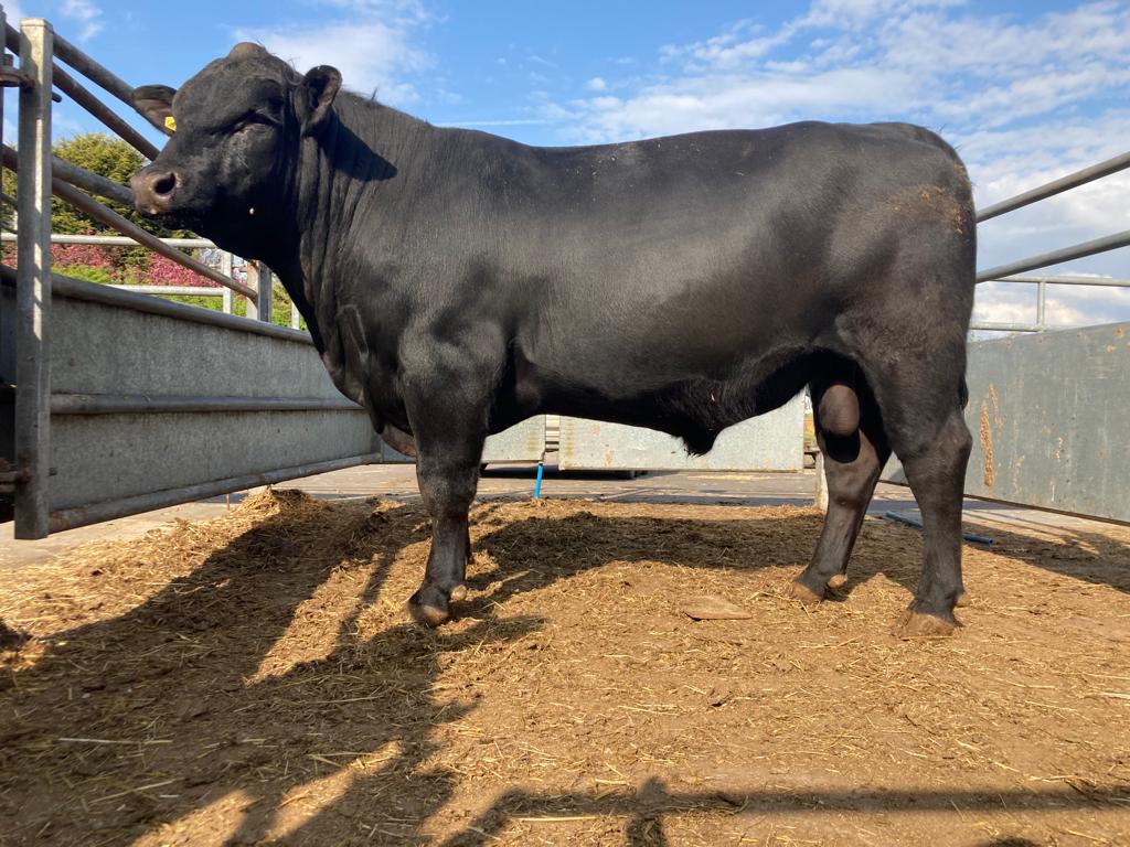 1 Pedigree Aberdeen Angus Bull- For Sale - Aberdeen-Angus Cattle Society