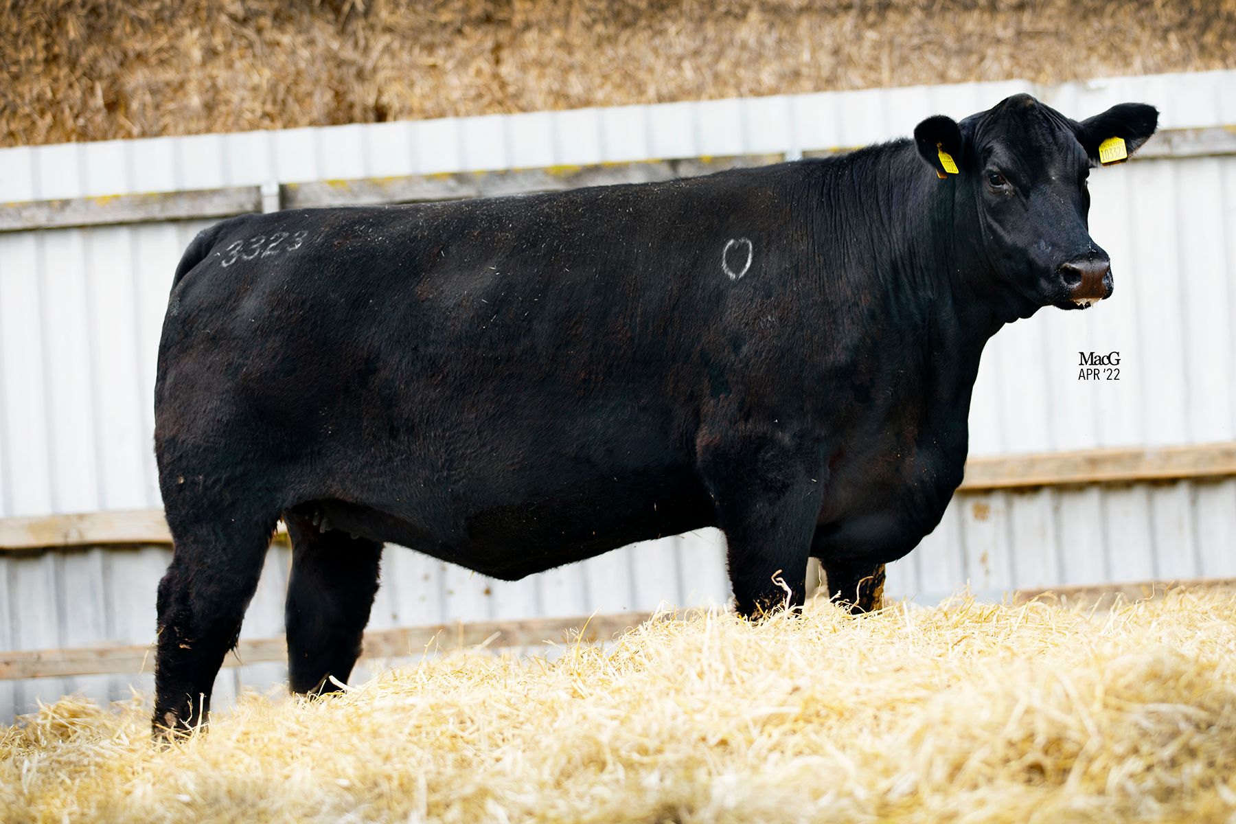 Rawburn Online Heifer Sale - Aberdeen-Angus Cattle Society