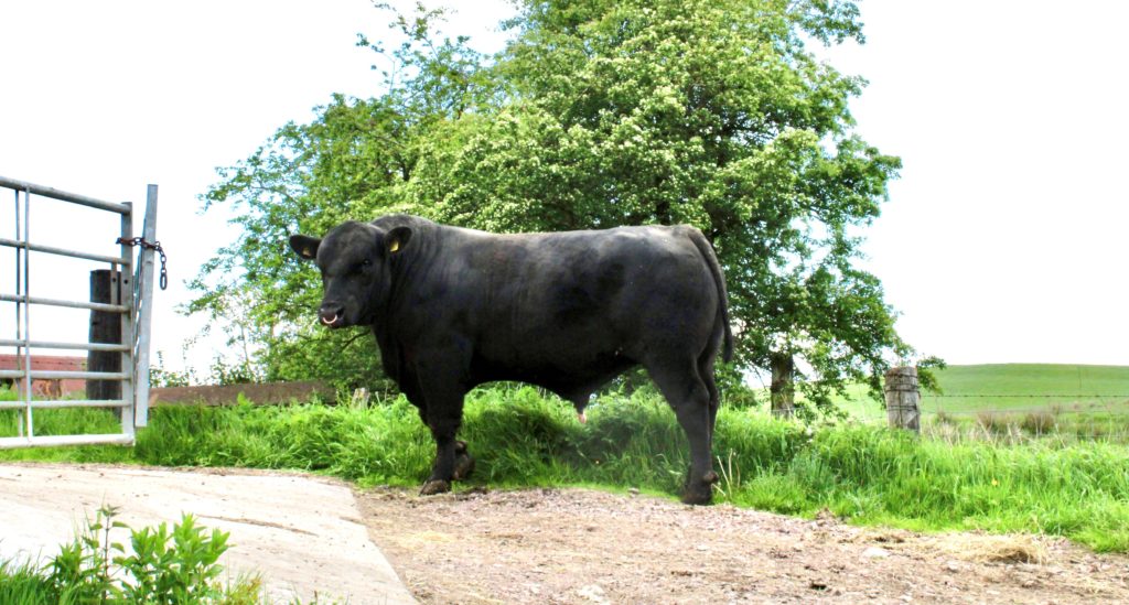 Auchengray Eric W673 – For Sale - Aberdeen-Angus Cattle Society