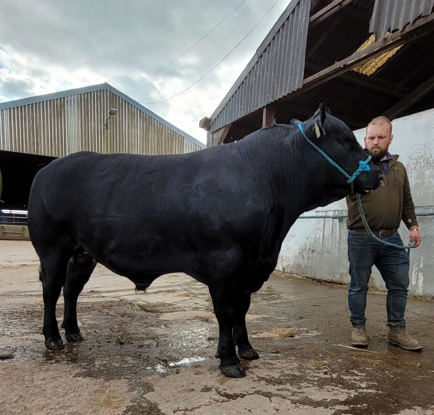 Cambushinnie Peter Pan – For Sale - Aberdeen-Angus Cattle Society