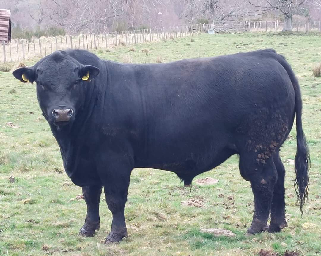 Young bulls from Culrain -For Sale - Aberdeen-Angus Cattle Society