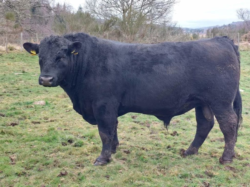 Young bulls from Culrain -For Sale - Aberdeen-Angus Cattle Society
