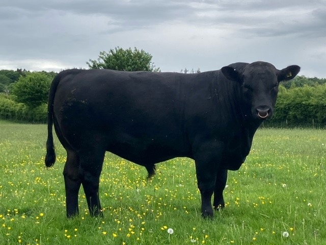 Selection of top quality yearling bulls – For Sale - Aberdeen-Angus ...