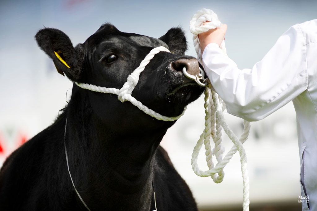 Show and Sales News - Aberdeen-Angus Cattle Society