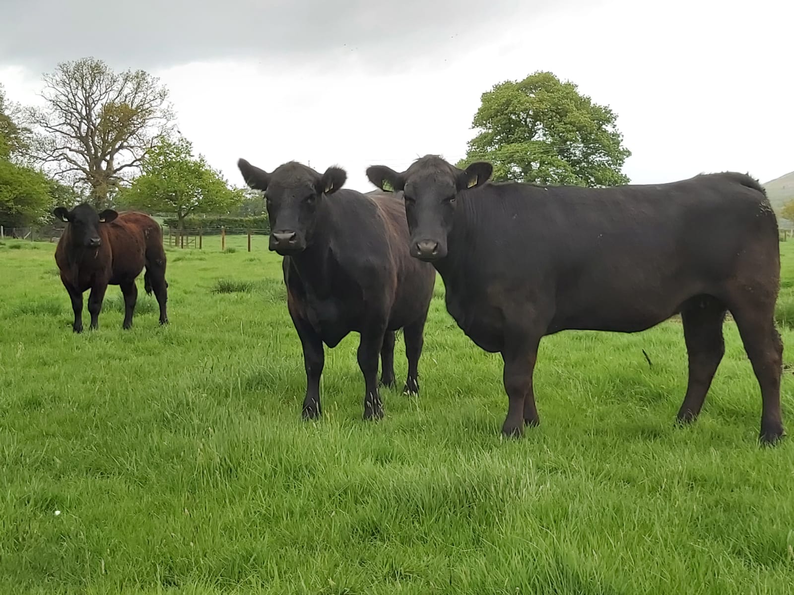 Tree Bridge Angus are offering for sale a selection of Autumn 2020 and ...