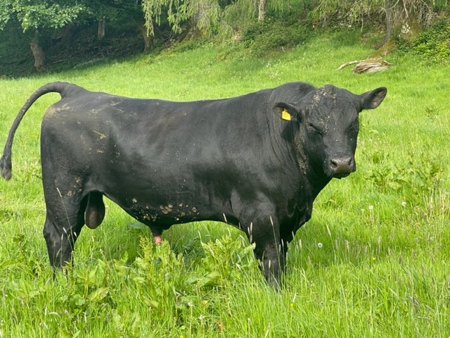 HollyHowe has a great Selection of pedigree Aberdeen Angus Bulls – For ...