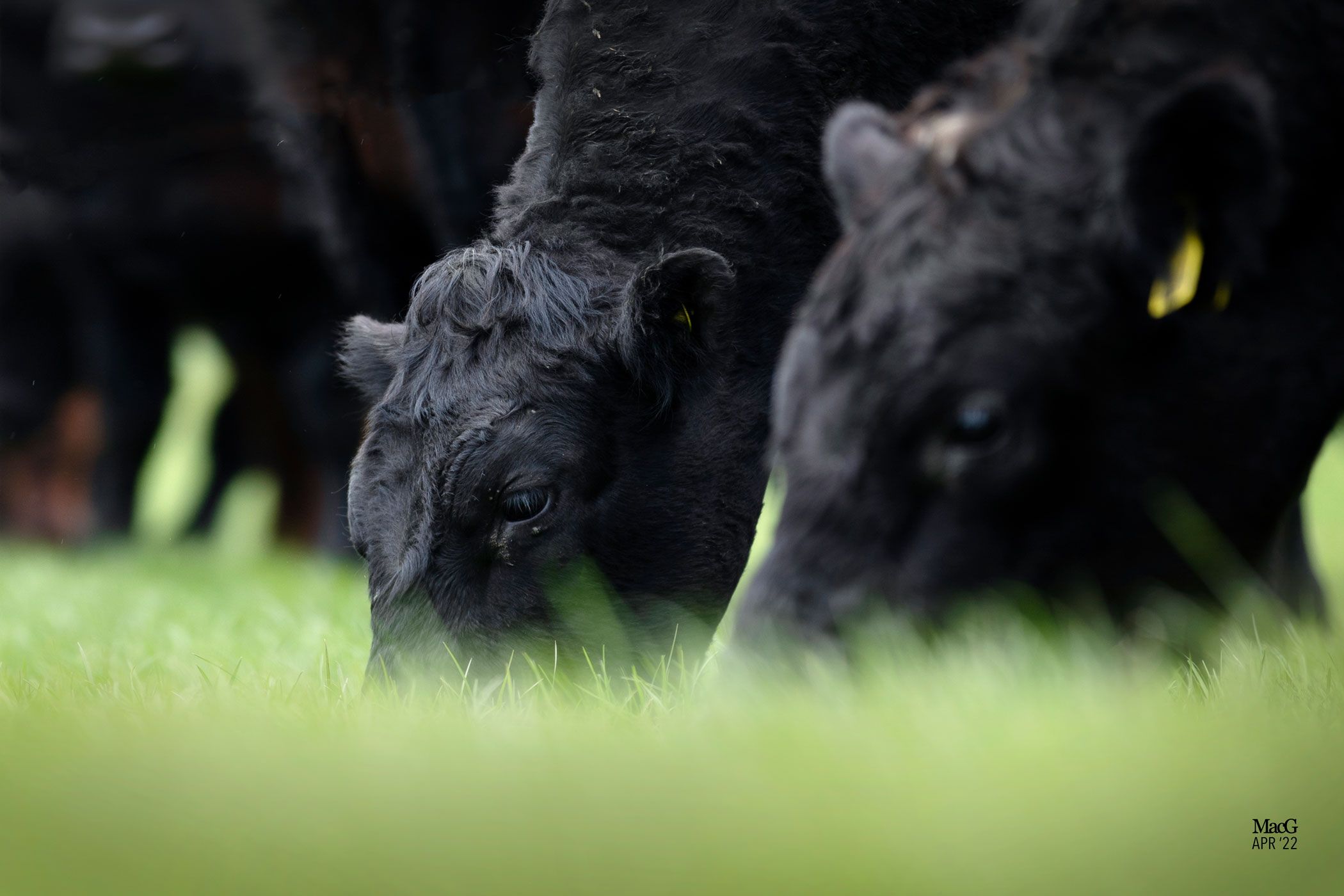 Producing beef efficiently with the environment in mind - Aberdeen ...
