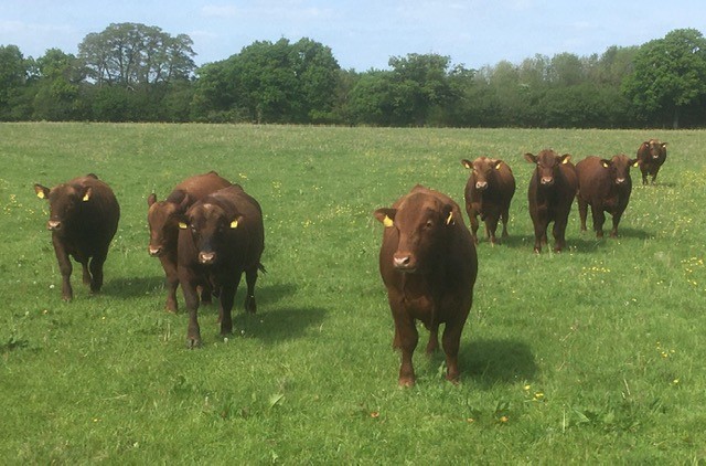 Selection of quality Hawkley Red Angus yearling bulls for sale ...