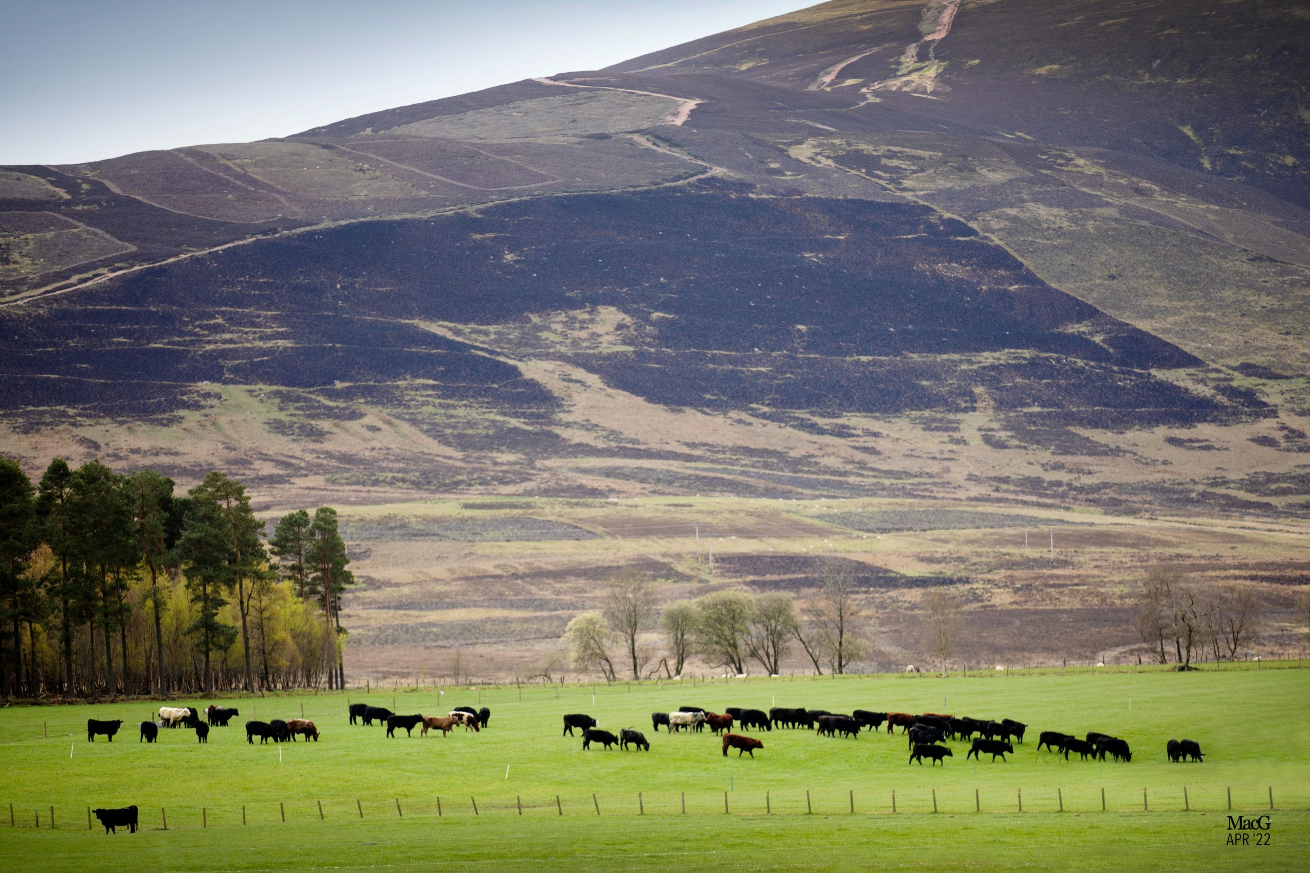 Top tips on efficiently grazing beef cattle - Aberdeen-Angus Cattle Society