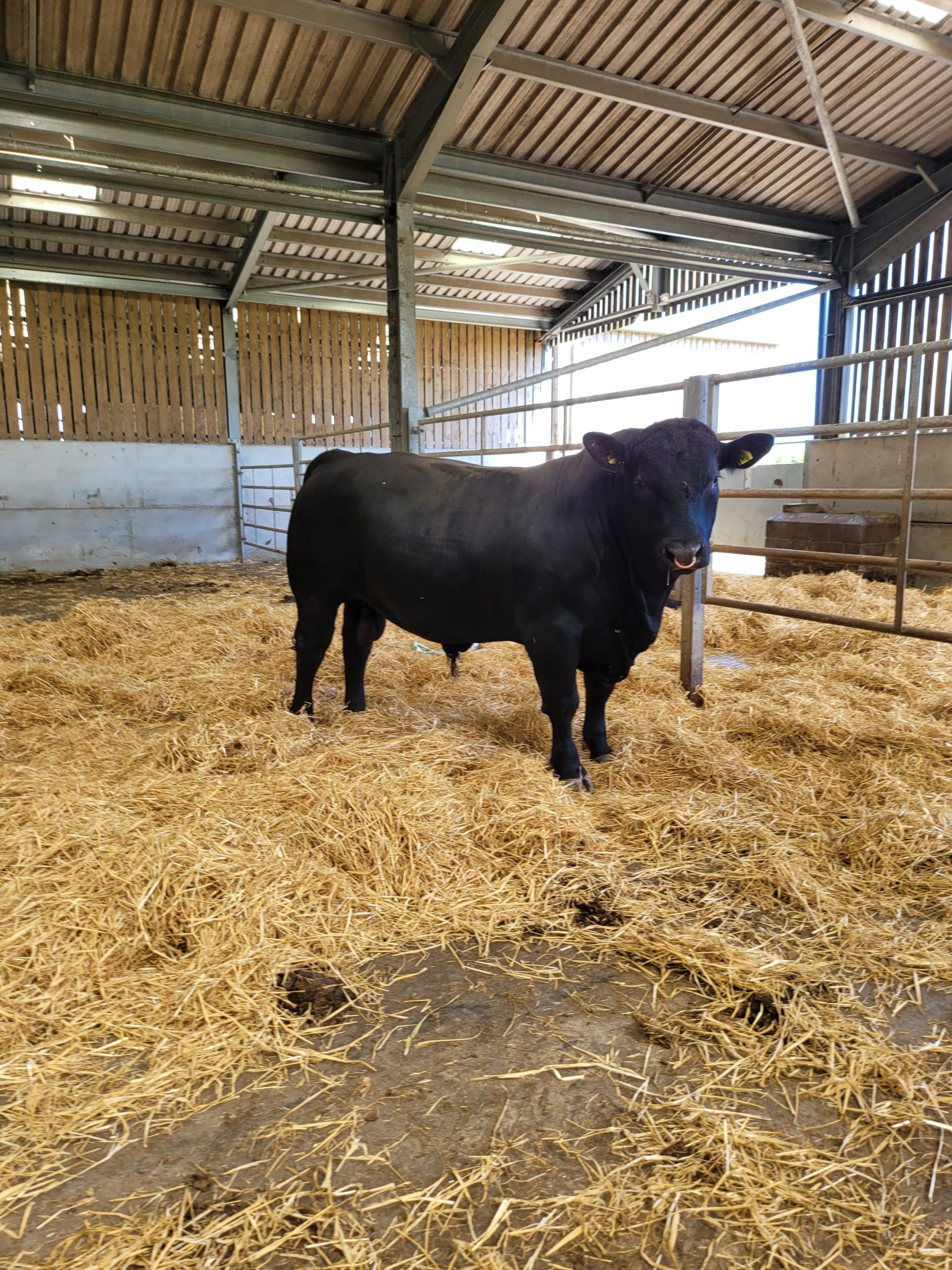 Young bull – For Sale. | Aberdeen-Angus Cattle Society