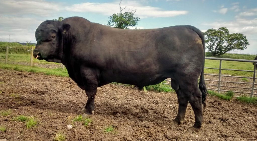 Stock for Sale - Aberdeen-Angus Cattle Society