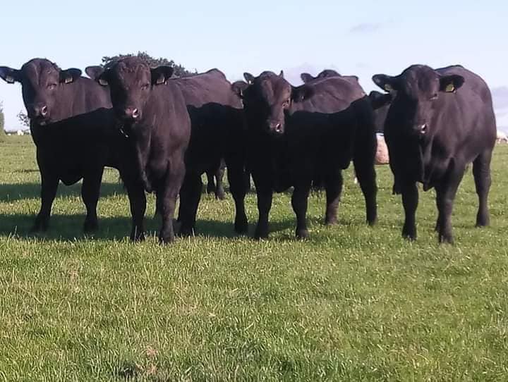 Stock for Sale - Aberdeen-Angus Cattle Society