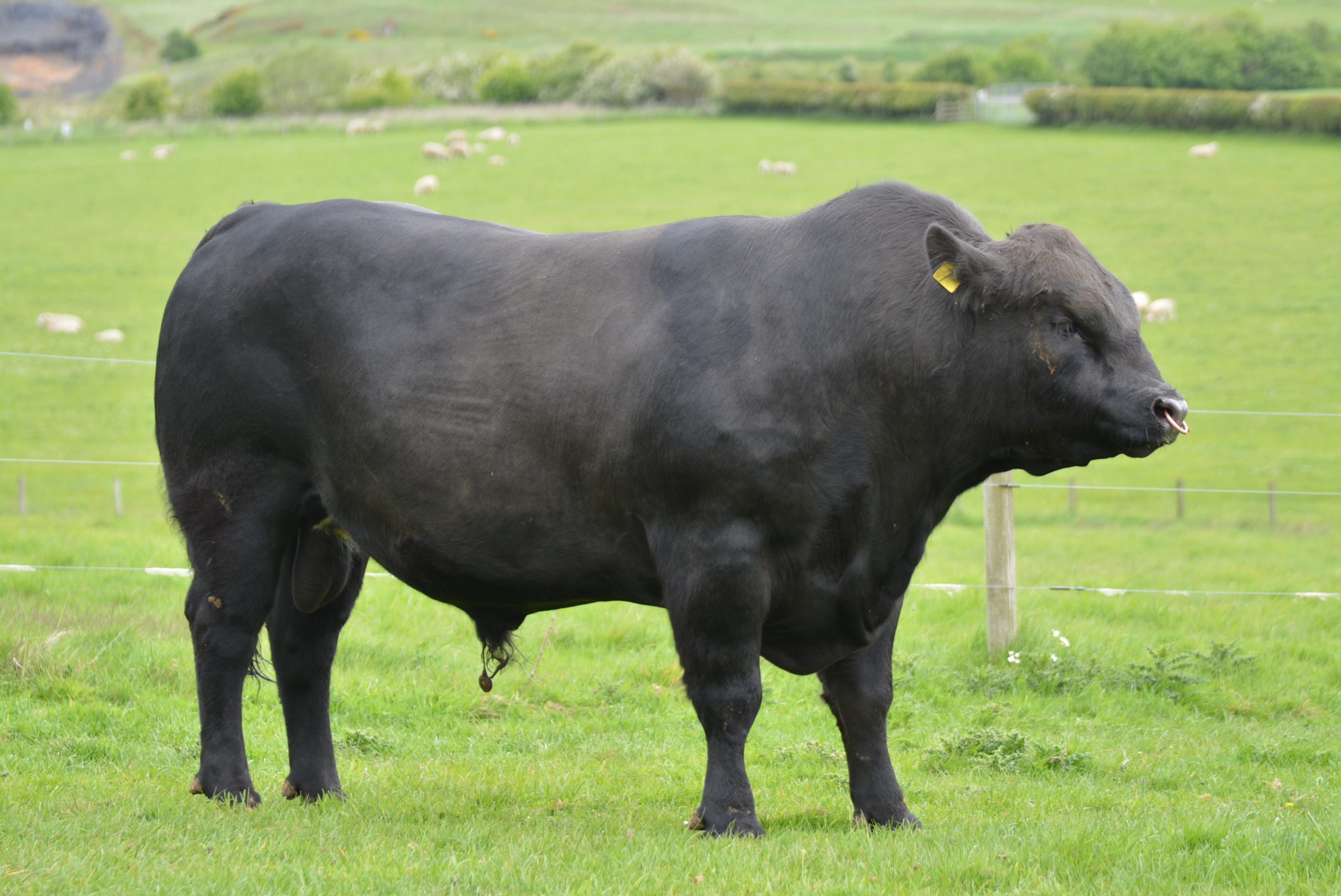 For sale Fell Lane Aberdeen Angus - Aberdeen-Angus Cattle Society