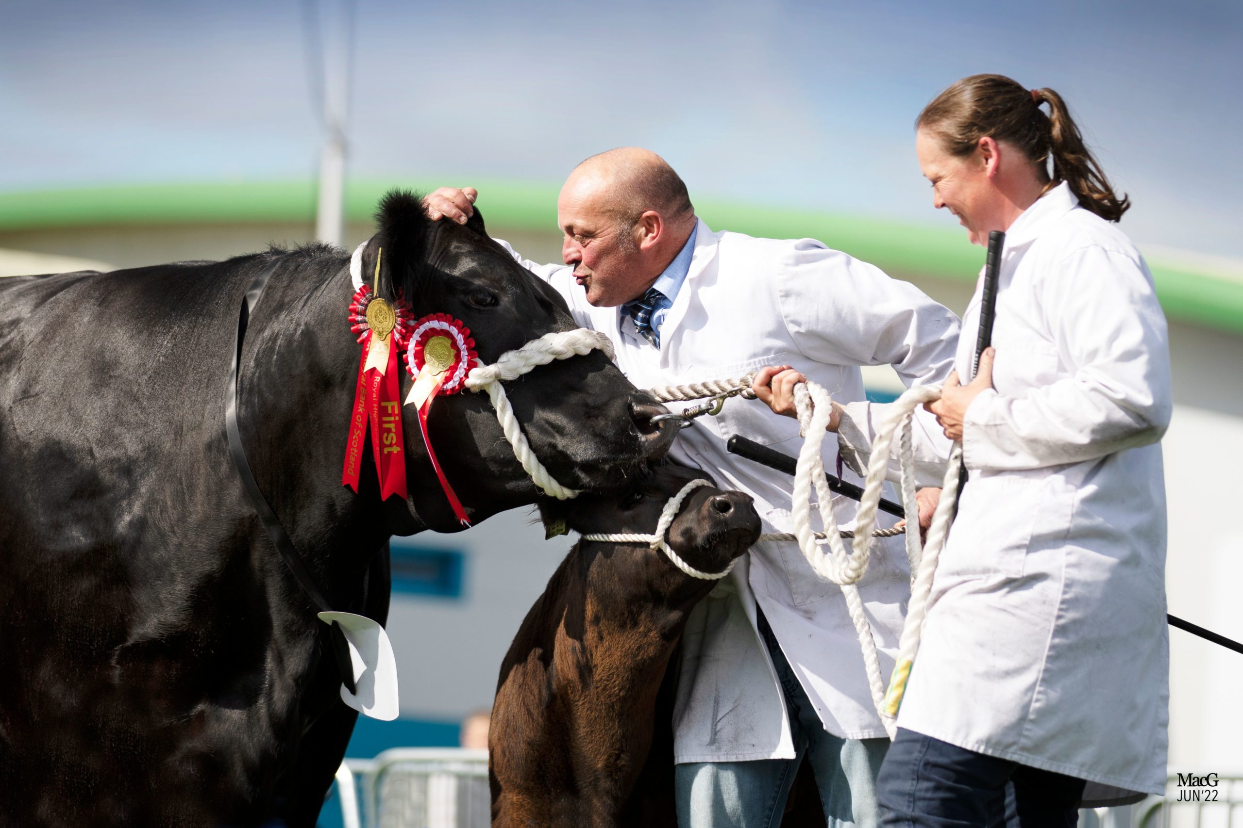 Summer shows with Aberdeen-Angus Cattle Society Breed Awards