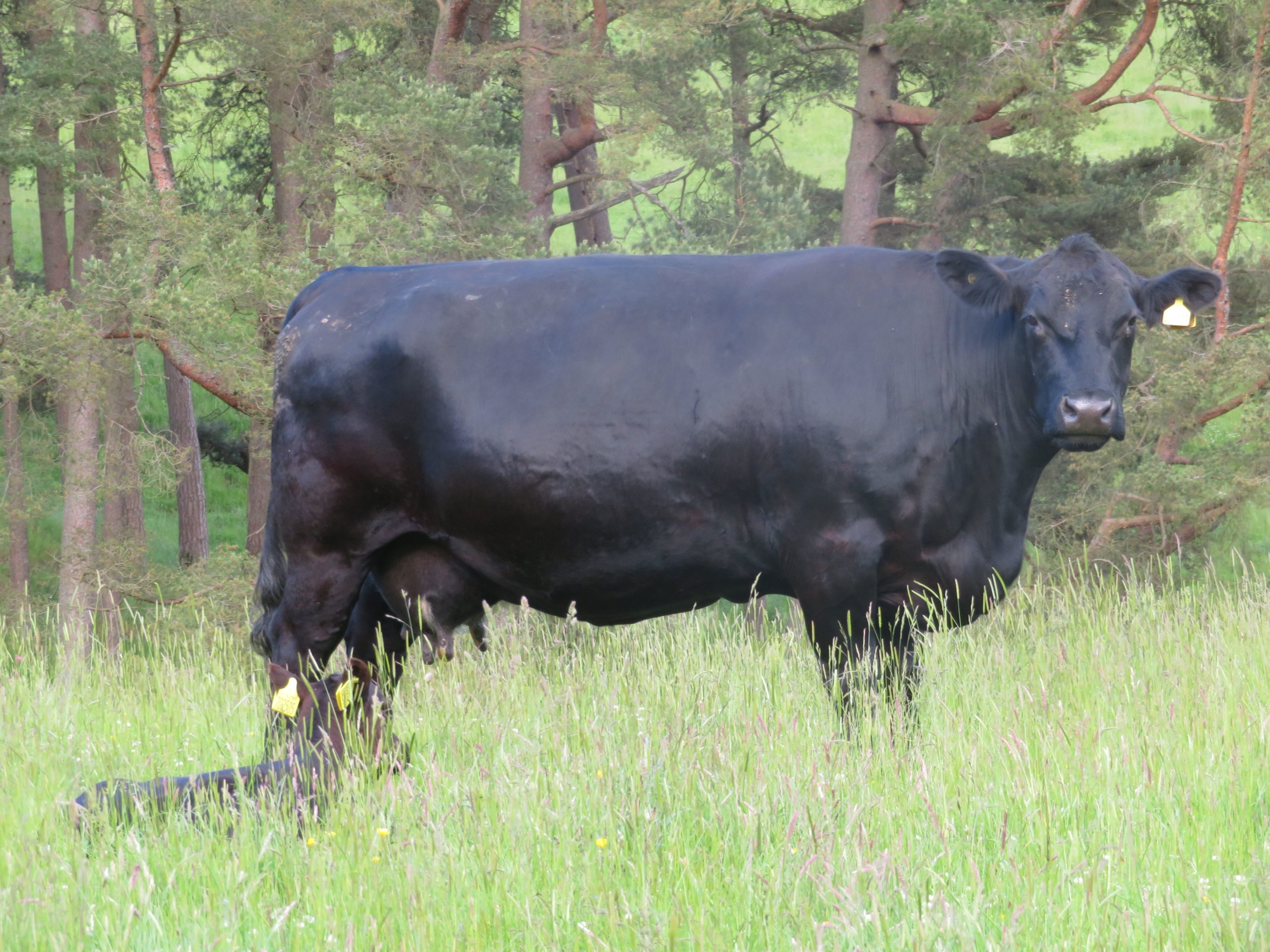 12 pedigree cows with April/May calves – For Sale - Aberdeen-Angus ...