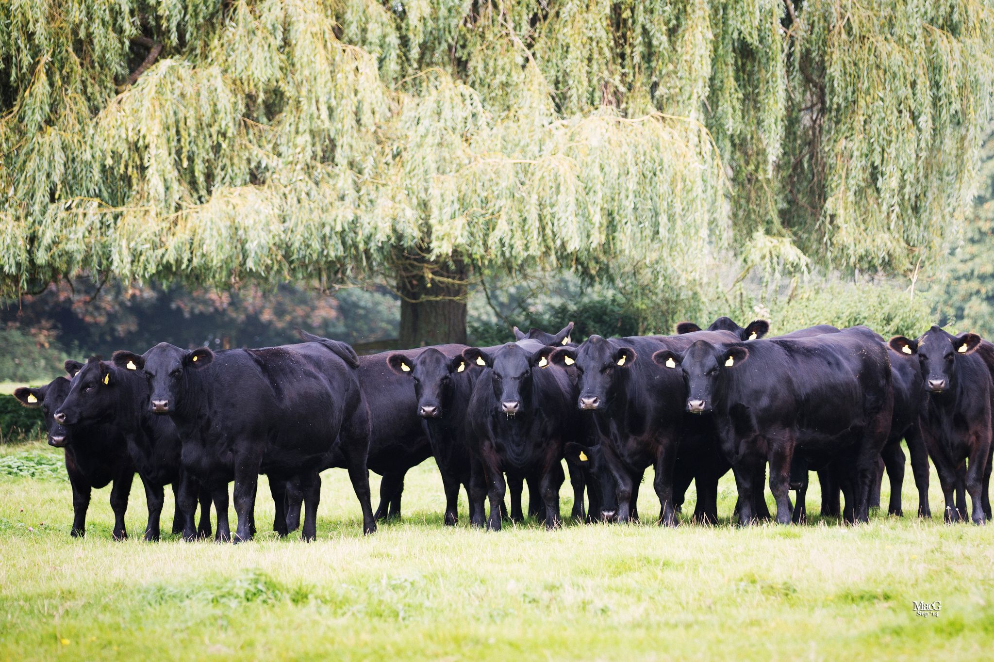 Latest News and Features - Aberdeen-Angus Cattle Society