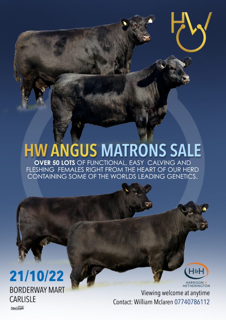 Show and Sales News | Aberdeen-Angus Cattle Society