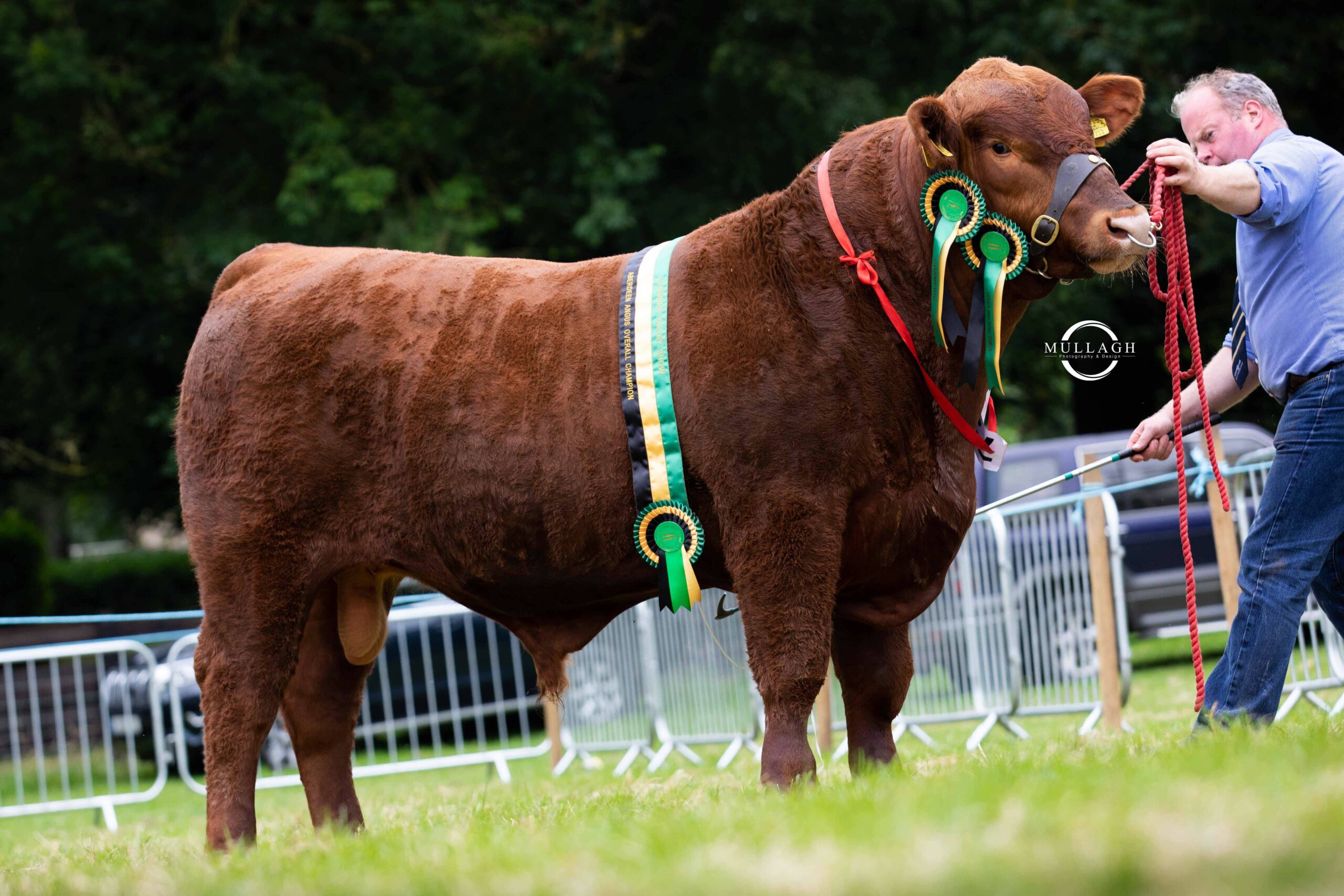 ‘Exceptional’ red bull claims honours at Aberdeen-Angus Northern ... ‘Exceptional’ red bull claims honours at Aberdeen-Angus Northern ...