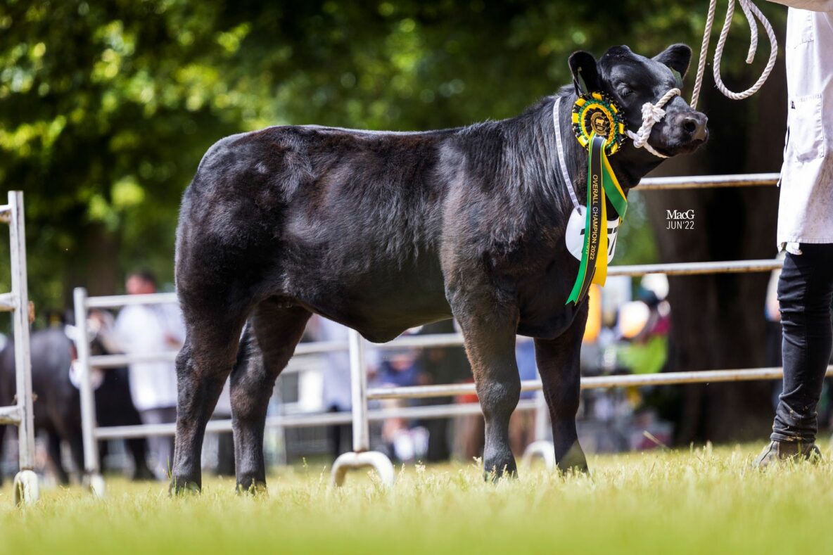 Females dominate the Summer National at Norfolk - Aberdeen-Angus Cattle ...