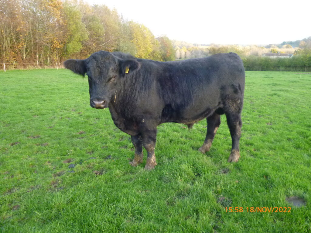 Stock for Sale - Aberdeen-Angus Cattle Society