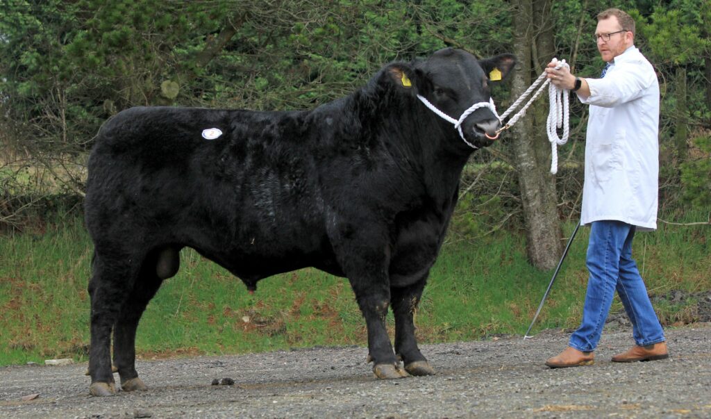 Aberdeen Angus bulls to 5,400gns and 5,200gns at Dungannon - Aberdeen ...