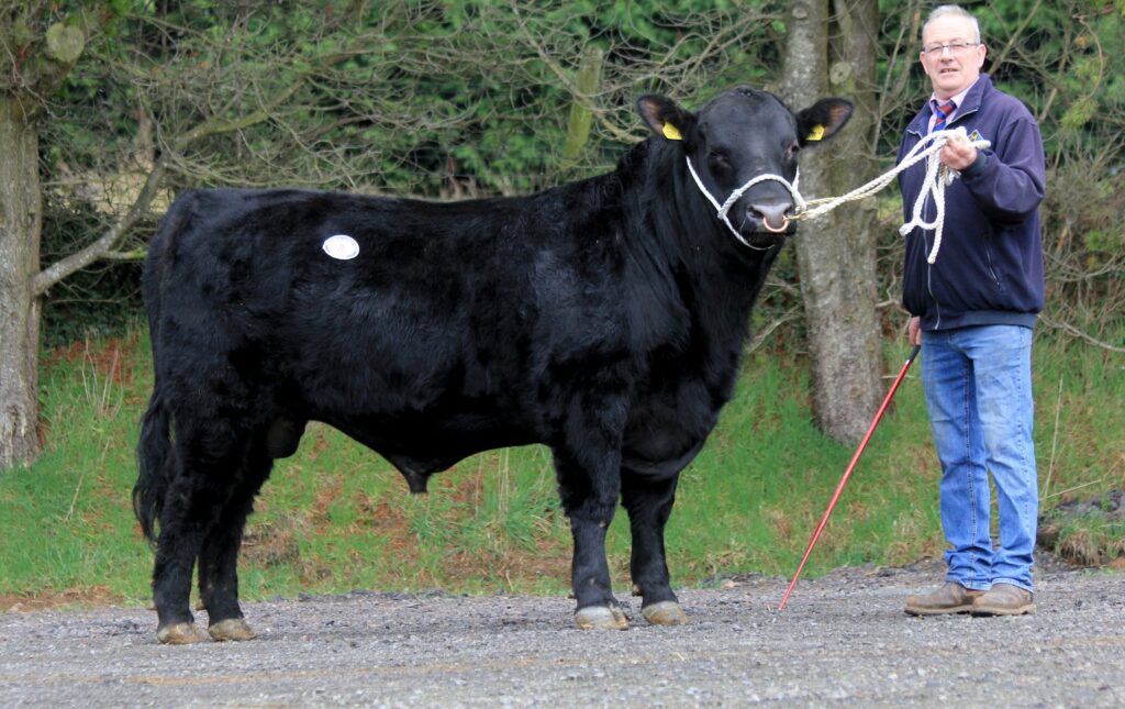 Aberdeen Angus bulls to 5,400gns and 5,200gns at Dungannon - Aberdeen ...