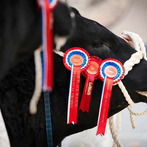 Breed Awards rosette and sash order form - Aberdeen-Angus Cattle Society