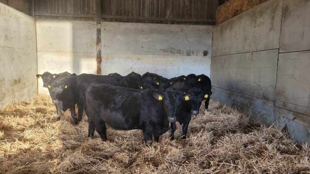 Stock for Sale - Aberdeen-Angus Cattle Society