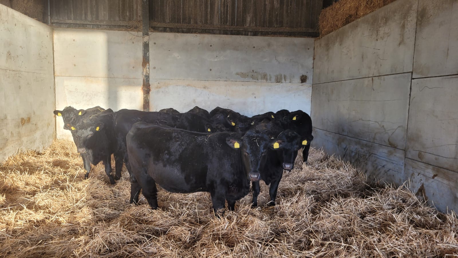 8 x Aberdeen Angus in calf heifers for sale - Aberdeen-Angus Cattle Society